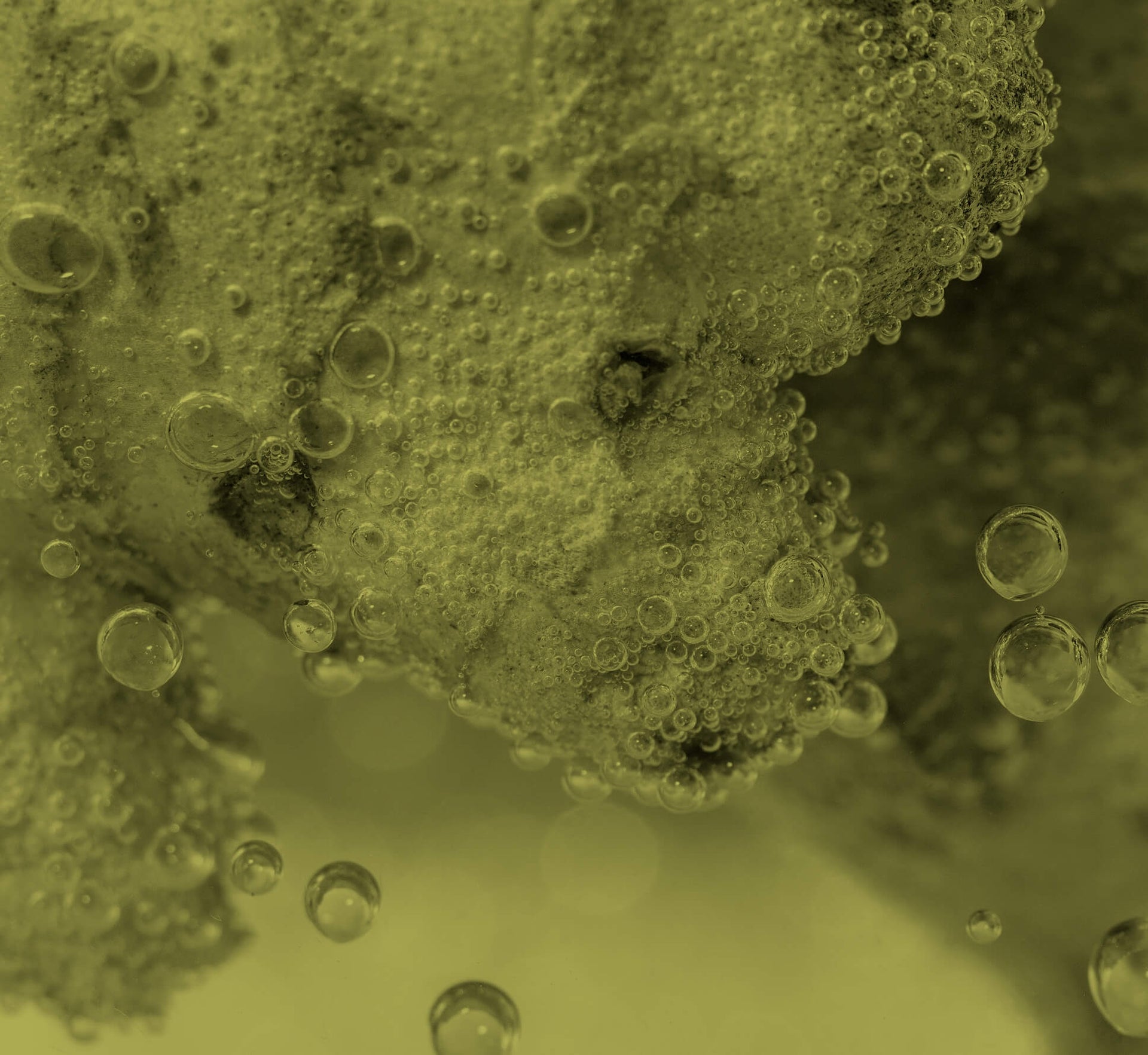 Ingredient Glossary – Cellre