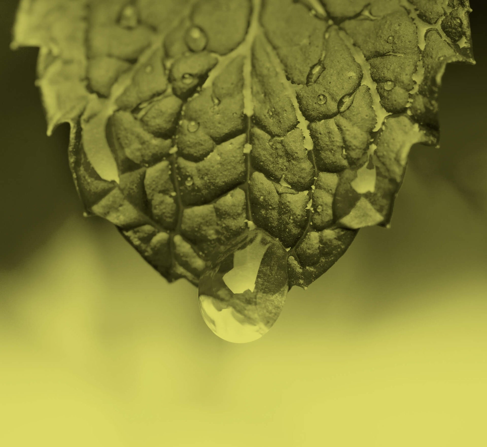 Ingredient Glossary – Cellre