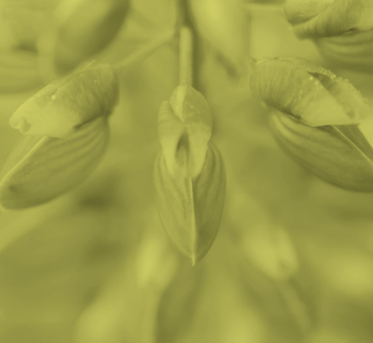 Ingredient Glossary – Cellre