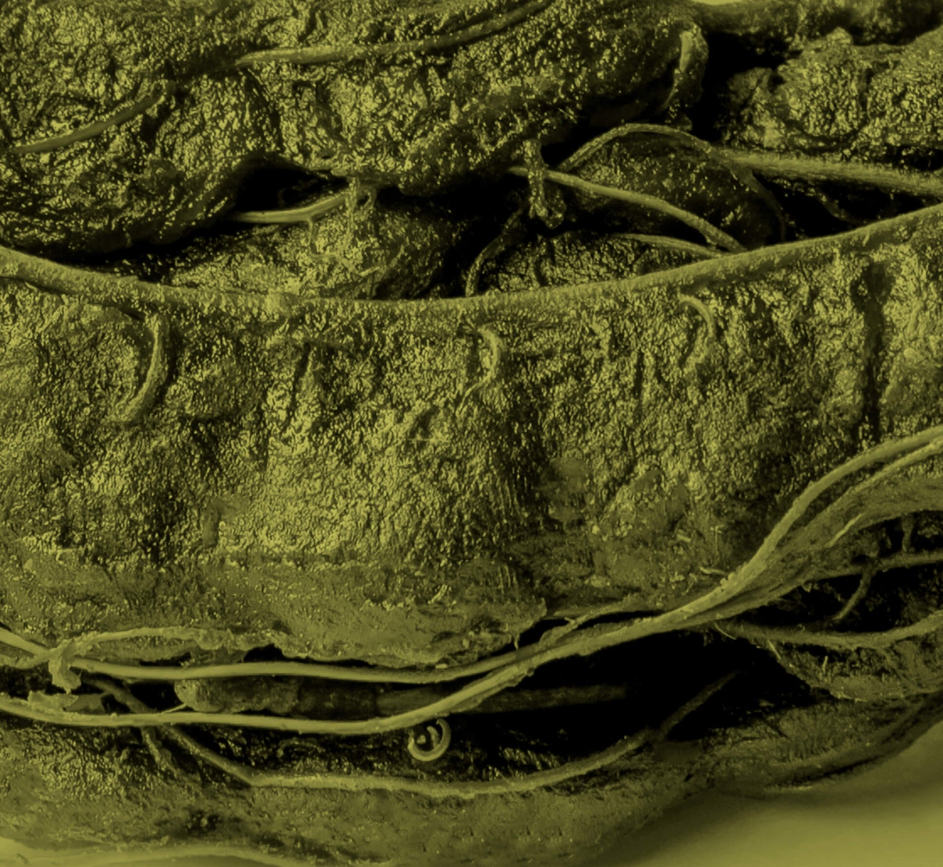 Ingredient Glossary – Cellre