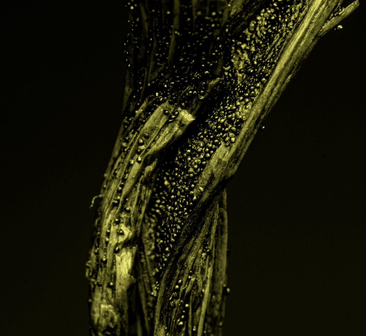 Ingredient Glossary – Cellre